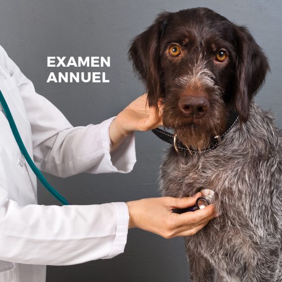 Hôpital Vétérinaire de la Vallée